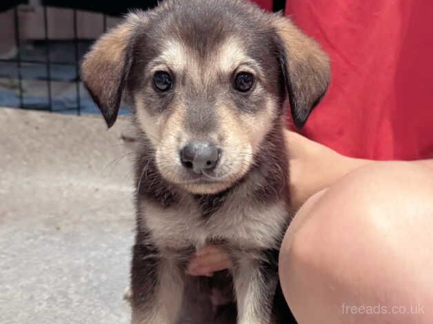 Buy and sell Malamute puppies and dogs online | Malamute Owners