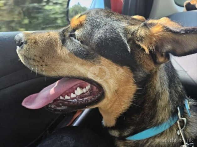 Alaskan Malamute X Rottweiler X Mastiff For Sale in Bedford, Greater ...