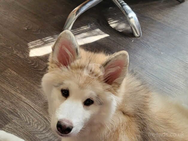 Buy and sell Malamute puppies and dogs online | Malamute Owners