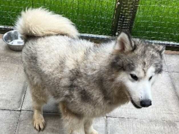 Buy and sell Malamute puppies and dogs online | Malamute Owners