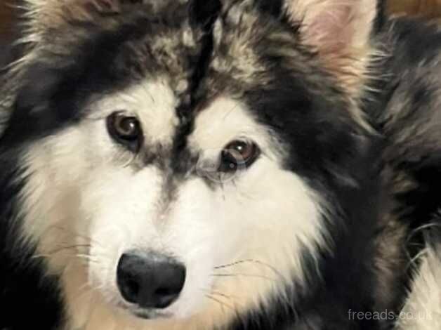 Buy and sell Malamute puppies and dogs online | Malamute Owners