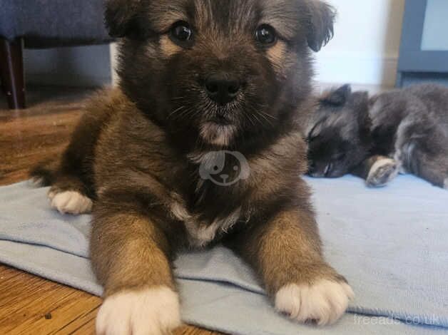 Buy and sell Malamute puppies and dogs online | Malamute Owners