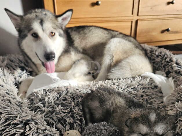 Buy and sell Malamute puppies and dogs online | Malamute Owners
